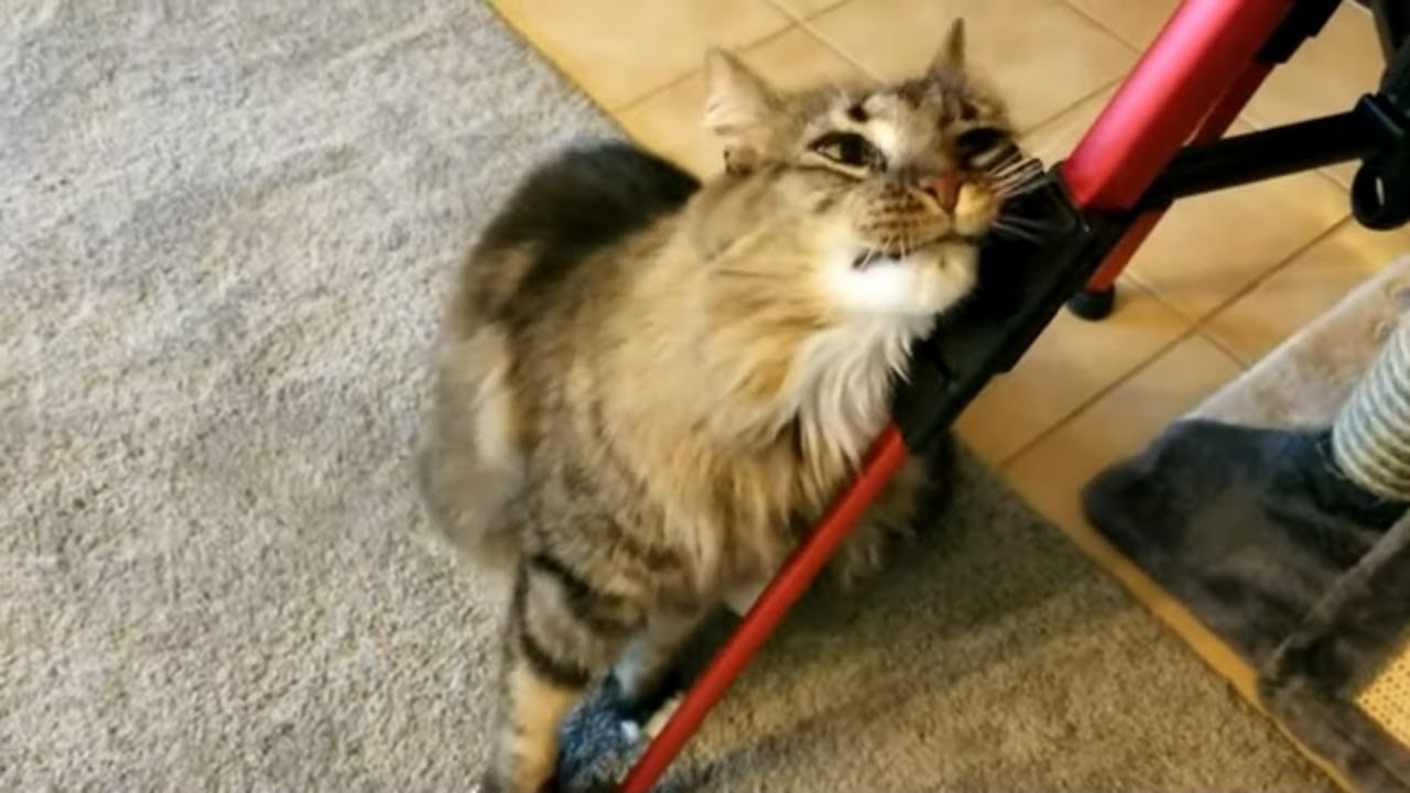 Bourbon Cat loves tripod too much - YouTube