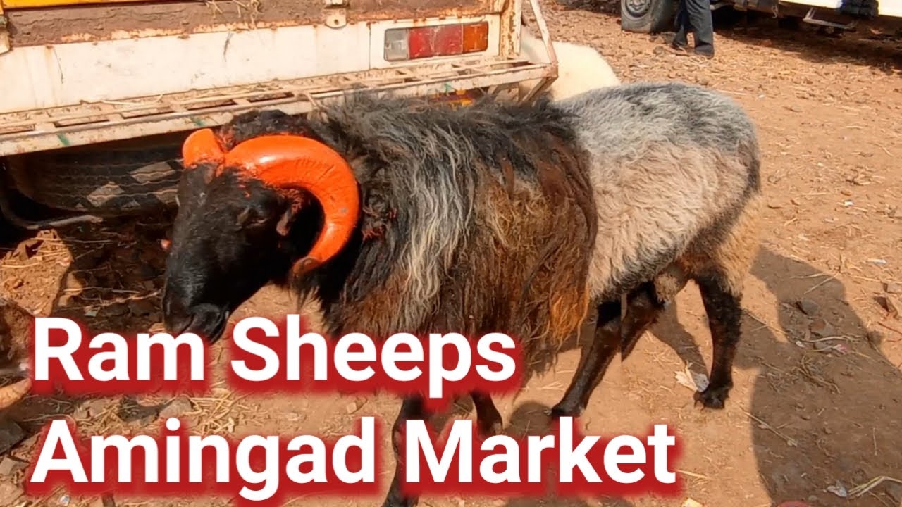 Episode -64 | Amingad Ram Sheep Market, Bagalkot, Karnataka, India 17th ...