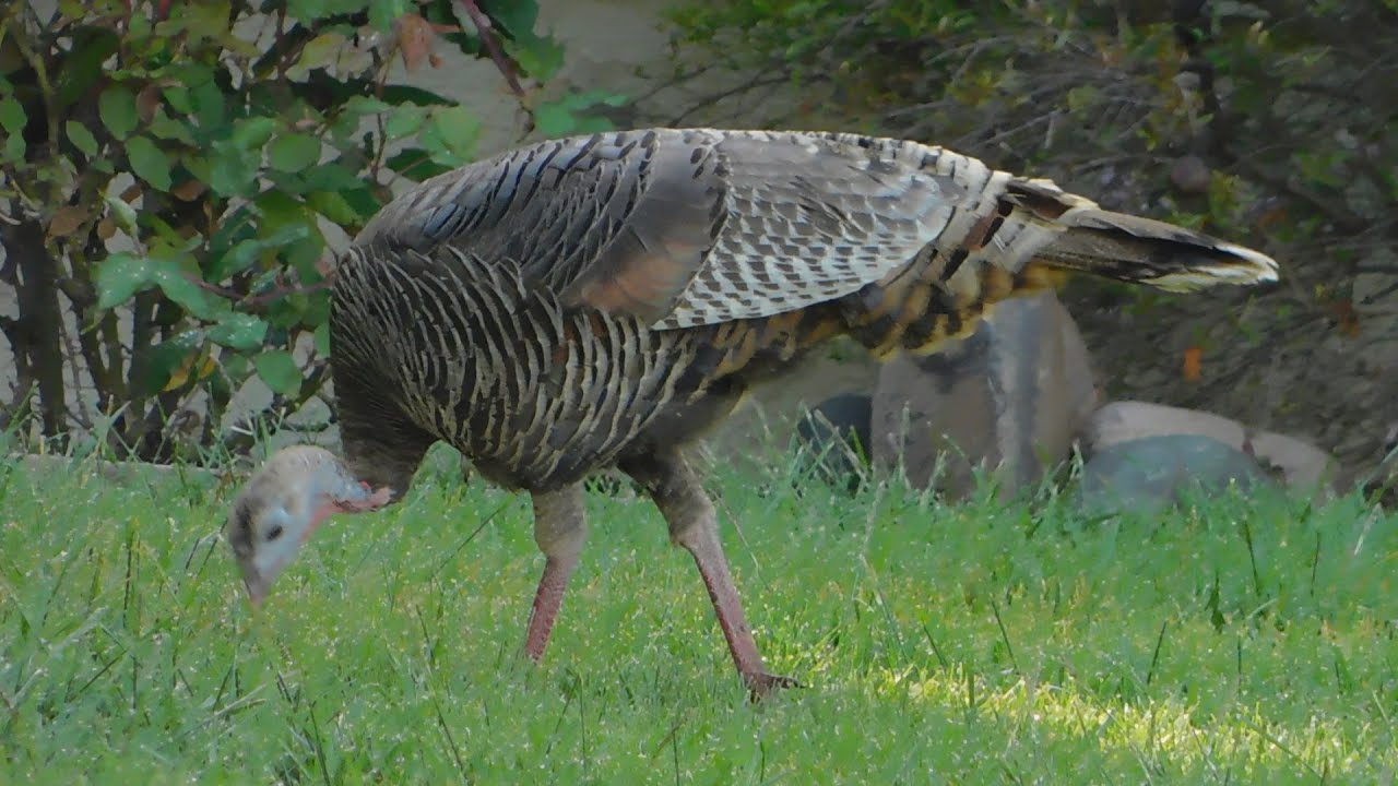 Lucky, Speedy, Fluffy, Wild Turkey, RedTailed Hawks, Quail, Song ...