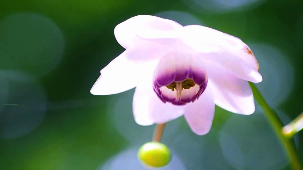 One of the most beautiful blue colors! (HD1080p) - YouTube