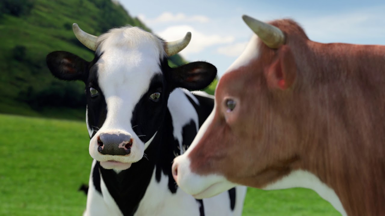 Jack Link's Jealous Cows - Desert Island - YouTube