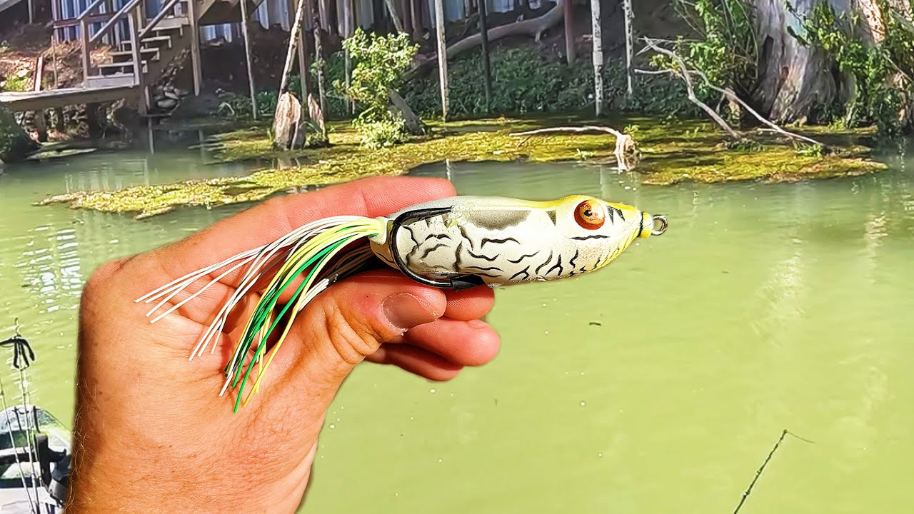This Frog Bite Is RIDICULOUS! Explosive Topwater Action - YouTube