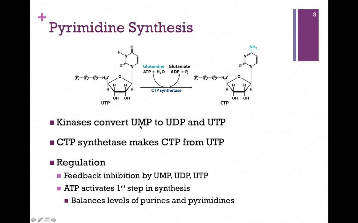 141-Pyrimidine Synthesis - YouTube