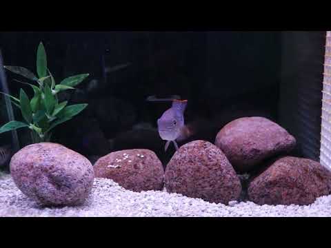Green terror fry update - YouTube