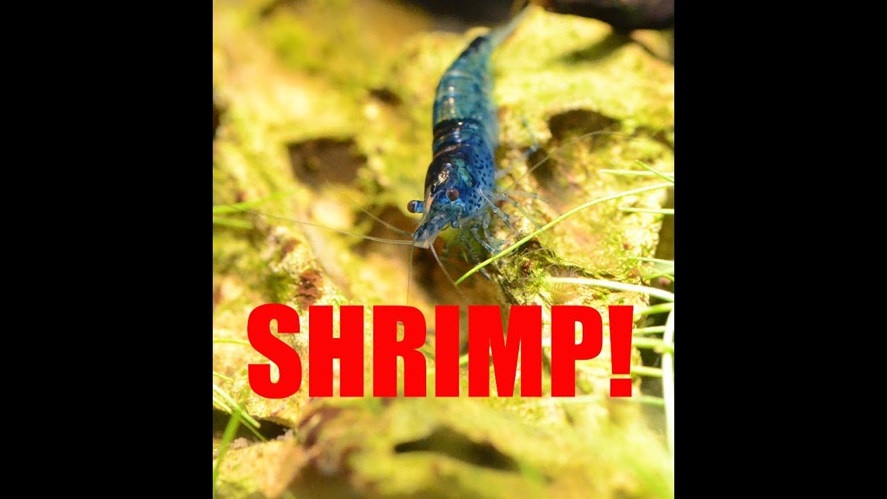 Shrimp, Pump Maintenace, and Tank Tour- A day in the life of a Fish ...