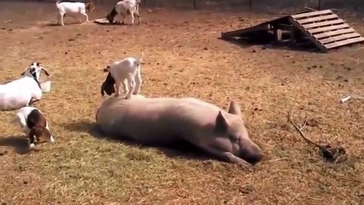 Best Fails Compilation September Ep.49 HD - Funny Fails Videos - Funny ...