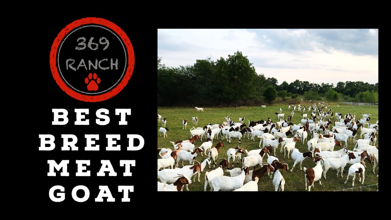 What Is The Best Breed Of Meat Goat YouTube what-is-the-best-breed-of-meat-goat-youtube