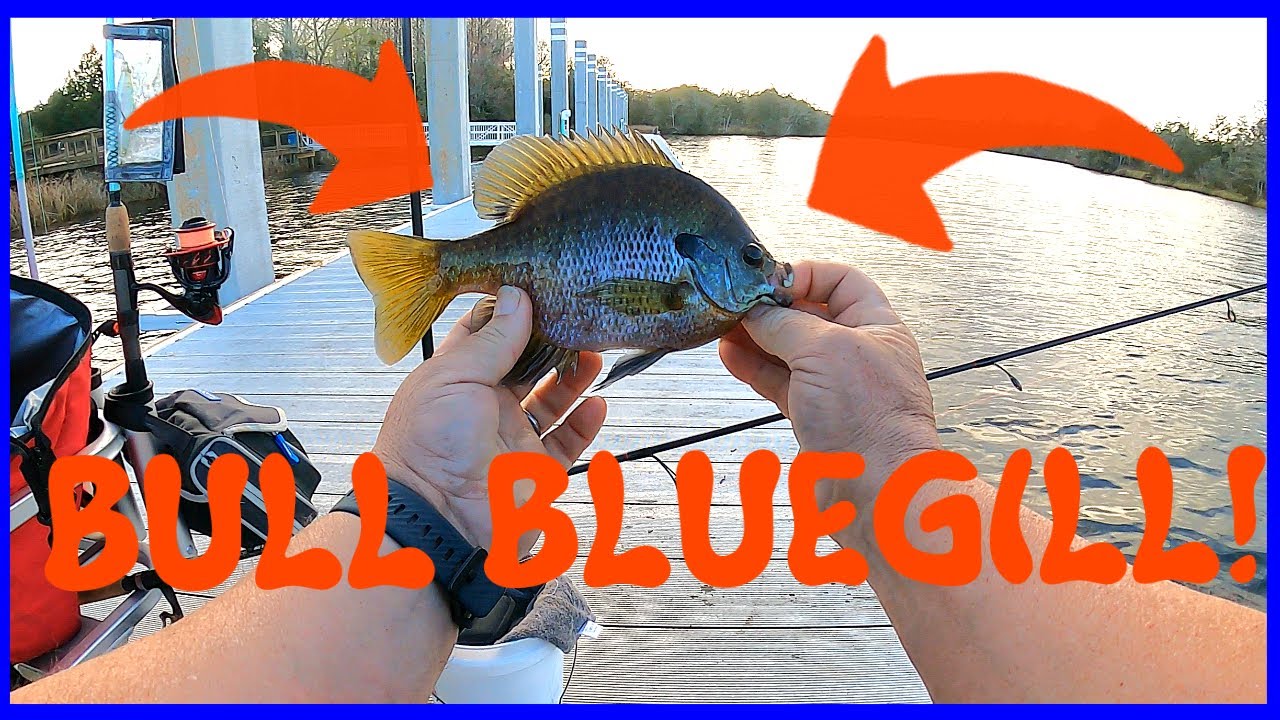 Bull Bluegill In A Florida River 03 30 2025 - YouTube