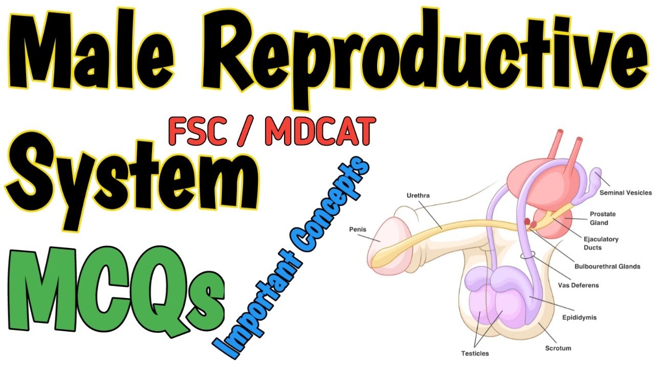 MALE REPRODUCTIVE SYSTEM | MCQS | REPRODUCTION | FSC BIOLOGY and MDCAT ...