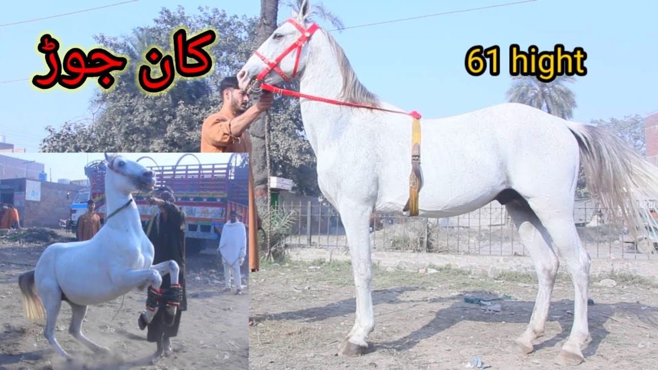 kangood new horse for sale hght 60 - YouTube