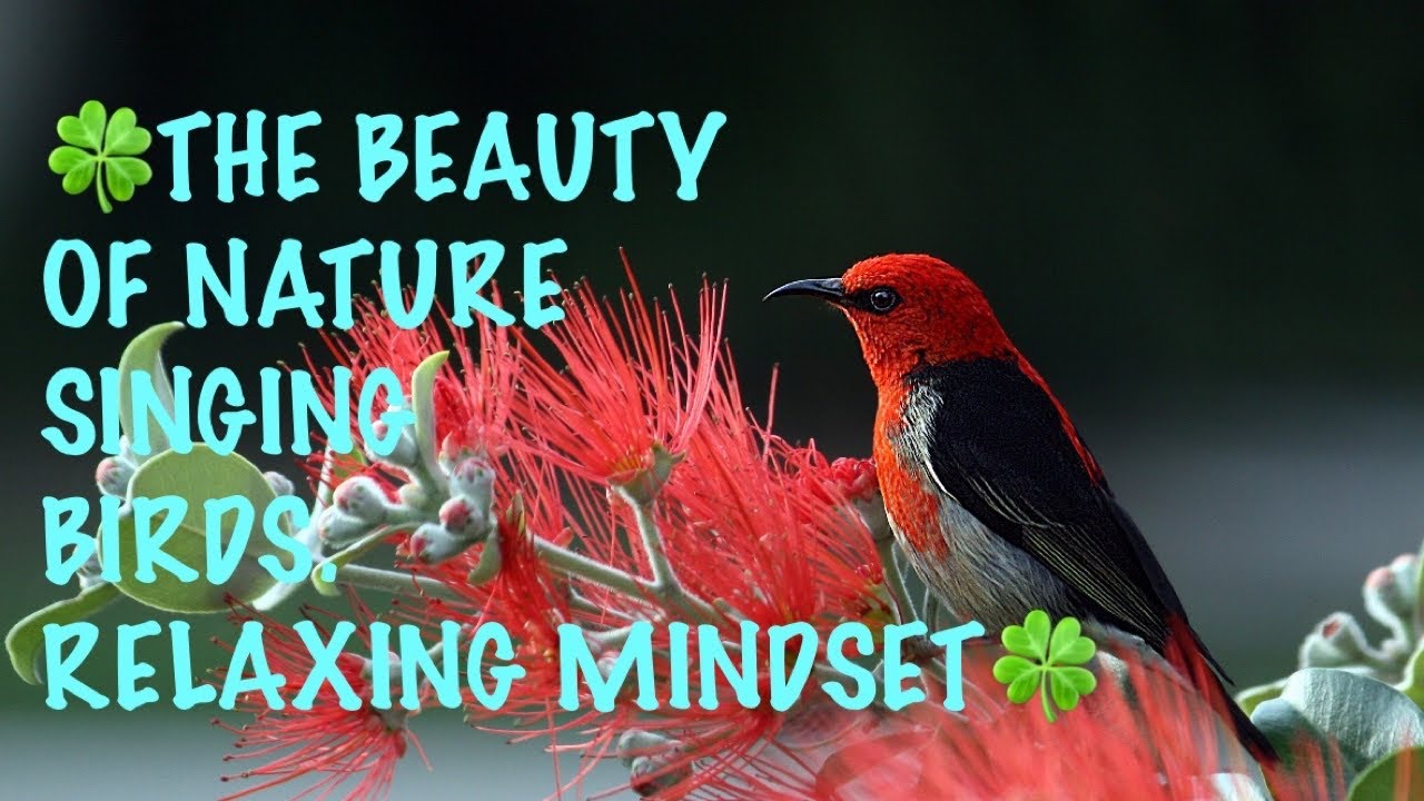 💚1 HOUR PLAYING MUSIC SOUND WITH THE BEAUTY OF NATURE SINGING BIRDS ...
