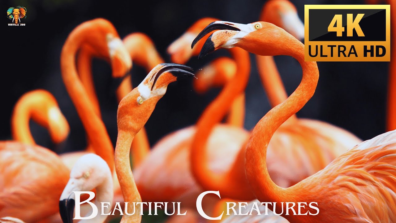 Beautiful Creatures in The World 4K Ultra HD - YouTube