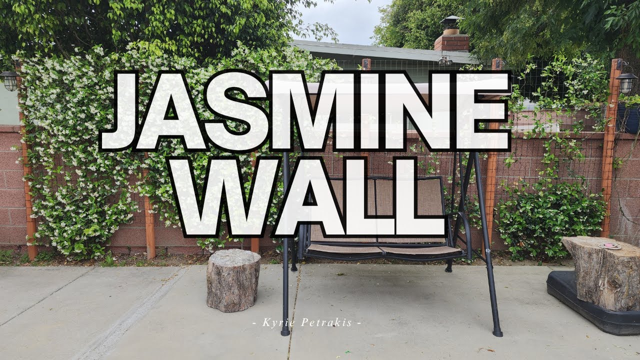 Year Zero of my Jasmine Wall build perfect privacy hedge and ...