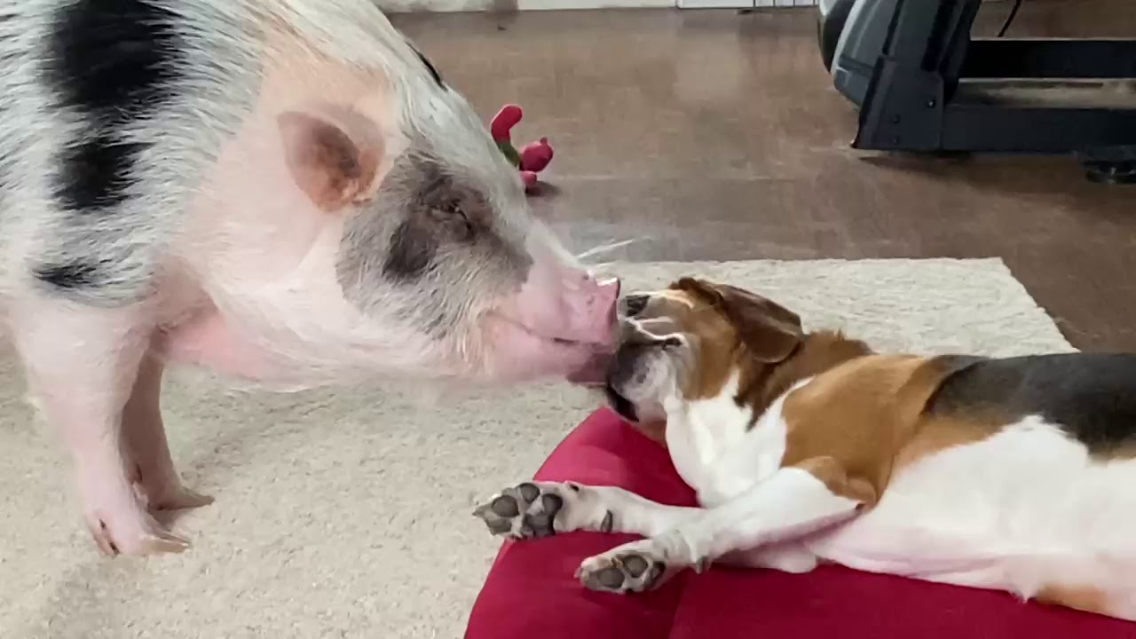 Mini pig kisses for Tater - YouTube