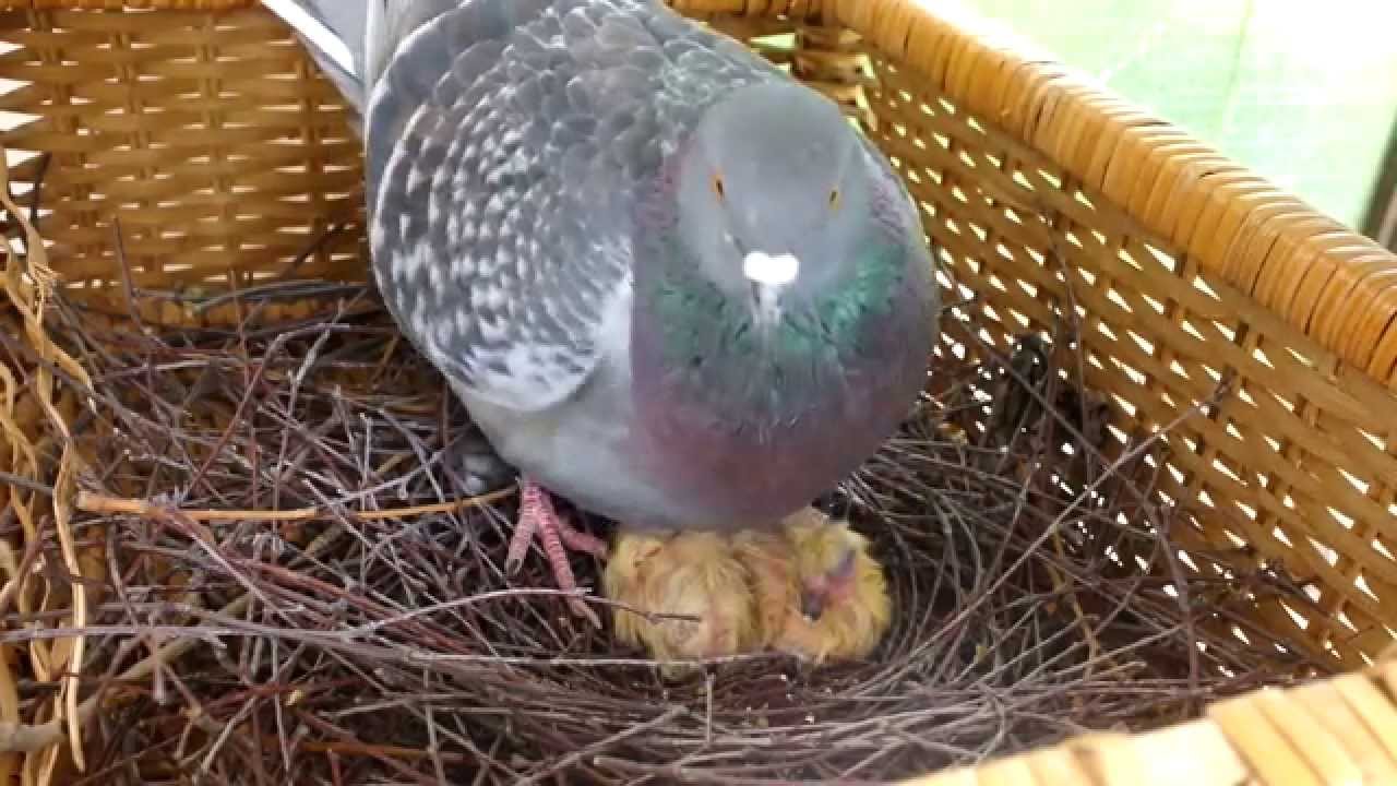 Newly hatched pigeons - YouTube