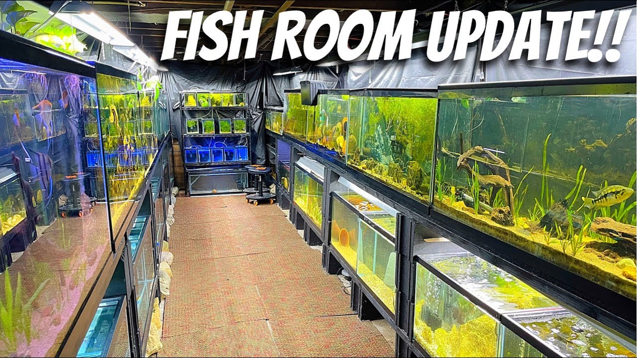 TONS OF *NEW* BABY FISH IN FISH ROOM + FISH ROOM UPDATE - YouTube