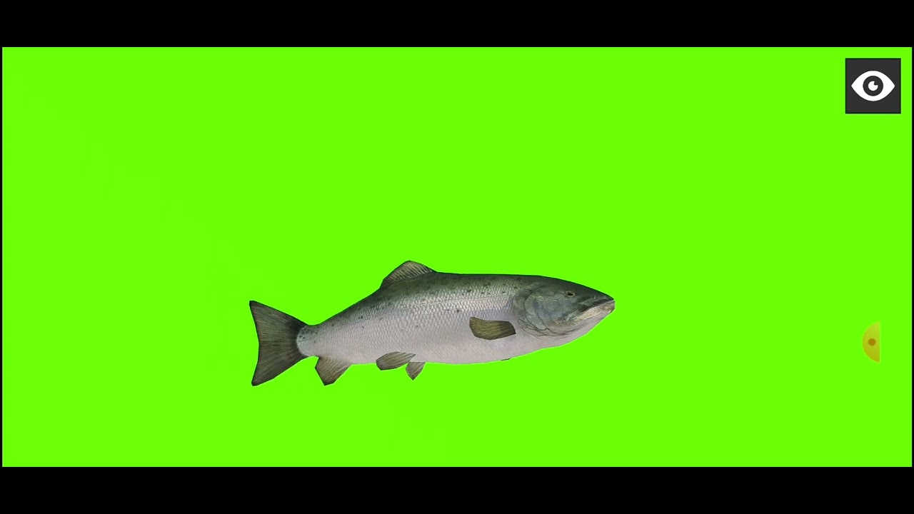 Fish green screen background video # Fish animation # - YouTube