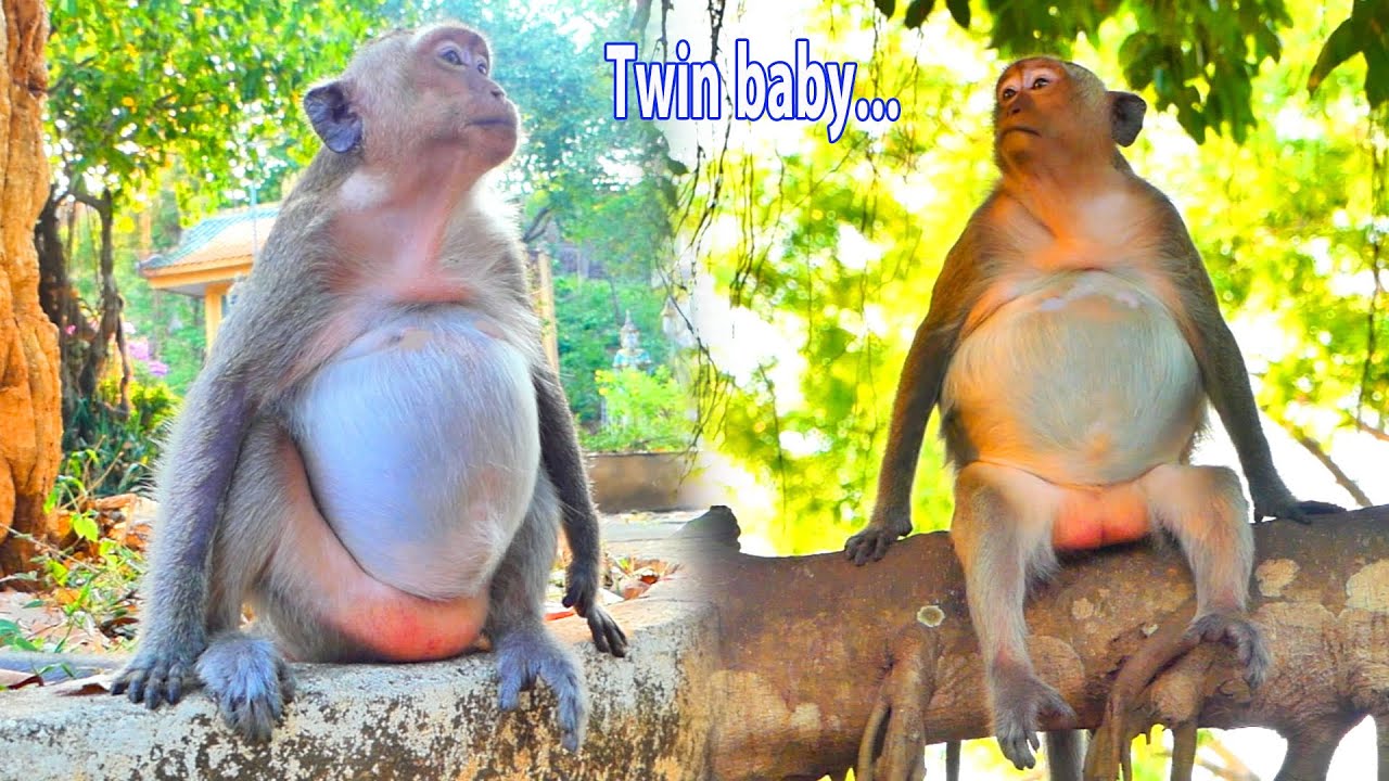 Twin baby monkey inside...cutie young monkey MESSI has belly so big ...