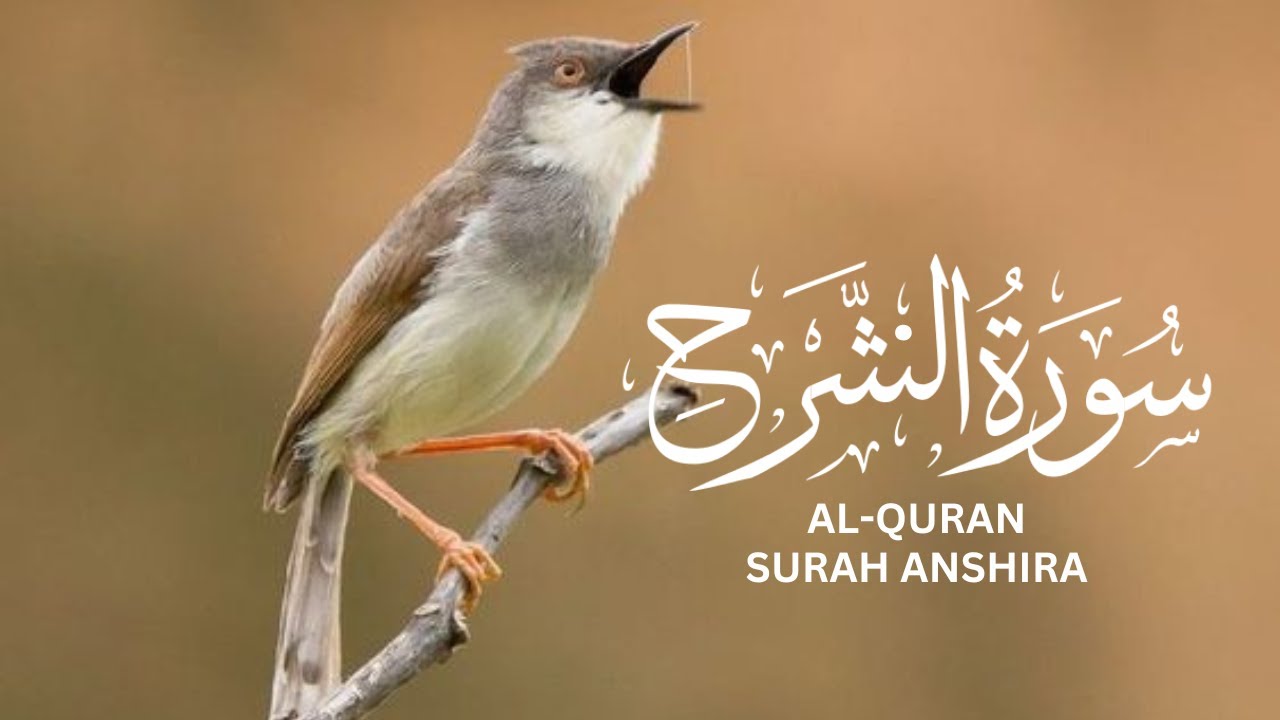 Surah Alam Nashara | Ep-20 Famous Qari | Sweet Voice Quran | Beautiful ...