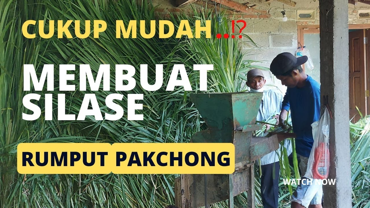 Cukup Mudah..⁉️ Membuat Silase Rumput Pakchong - YouTube