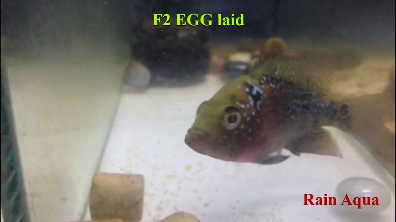 egg laid f2 kamfa for sale at chennai - YouTube