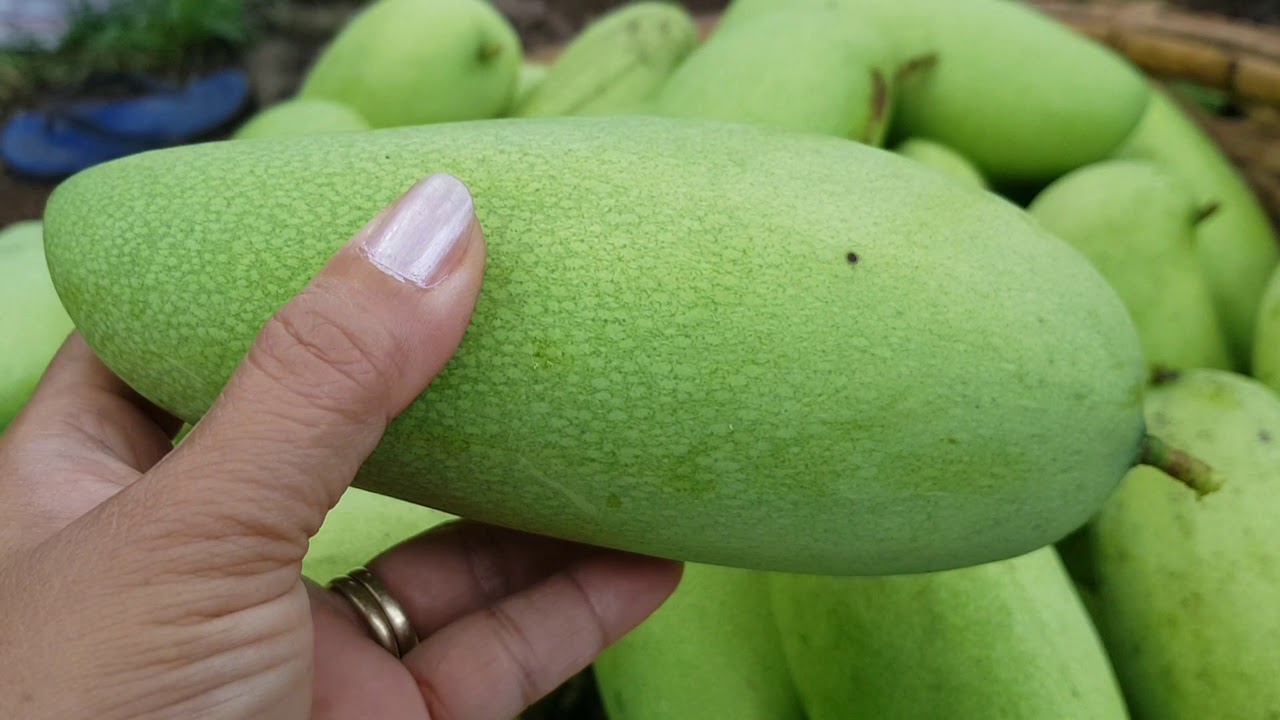 HARVESTING SOME ORGANIC CHINESE MANGOES || Foreigners Wife On The Farm ...