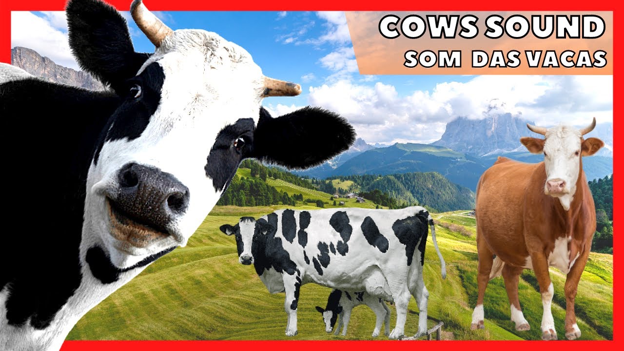 🔴 SOM DA VACA MUGINDO 🐮 Boi Berrando - Vaca Berrando - Bezerro berrando ...