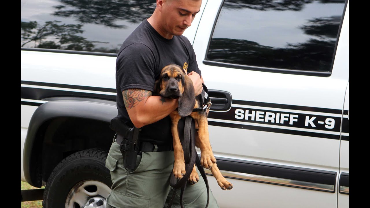 Sheriff's office welcomes two new Bloodhound 'tracker puppies' - YouTube