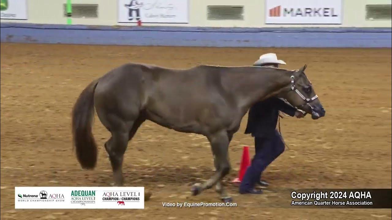 2-Year-Old Geldings - 2024 AQHA World Championship Show - YouTube
