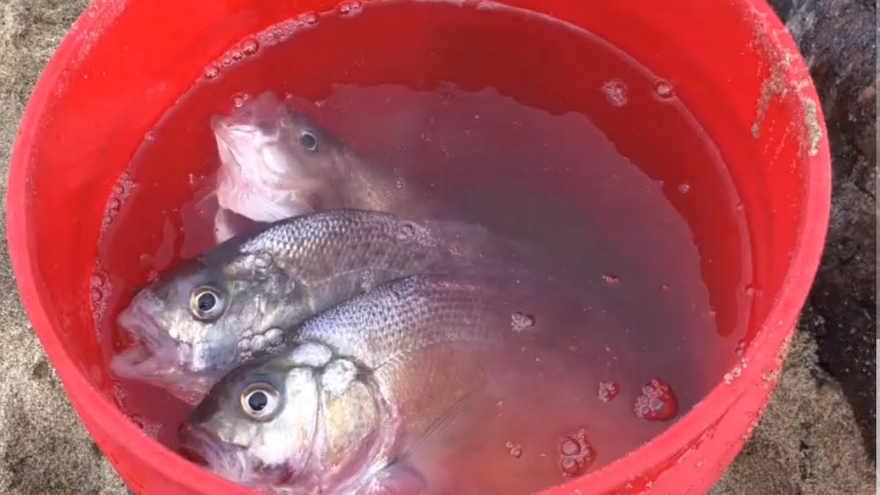Red tail and barred perch today’s catch 02222020🎣 🏻👍👉 - YouTube