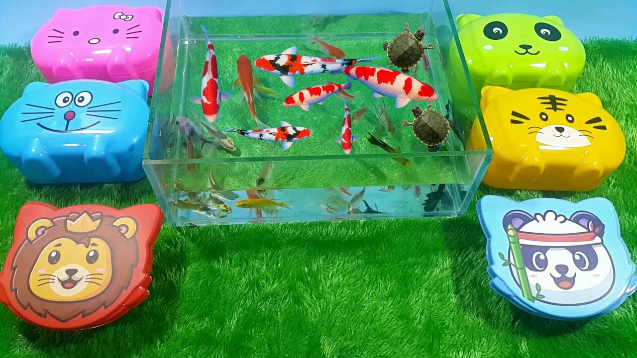 Unboxing Ornamental Fish, Betta Fish, Gold Fish, Guppy Fish, Molly Fish ...