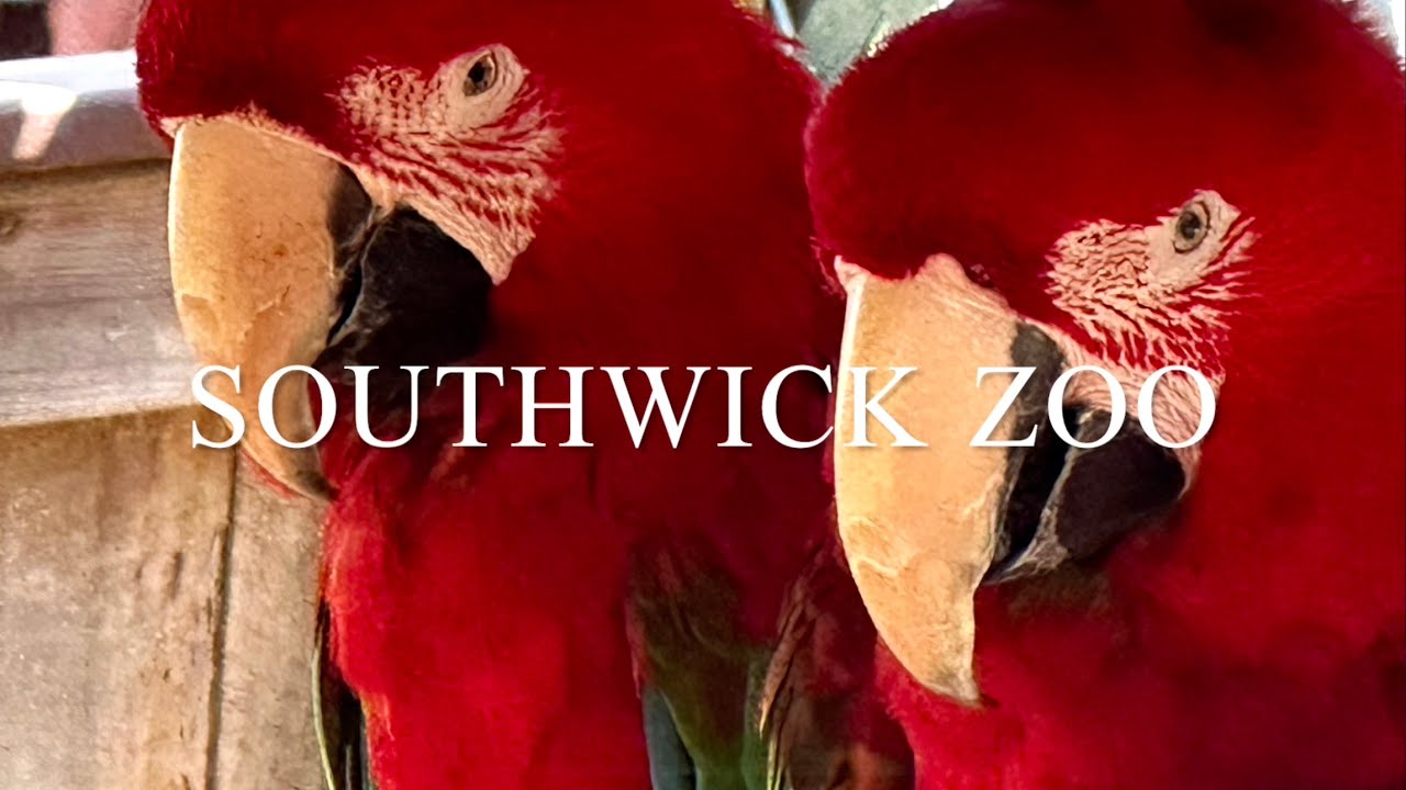 Southwick Zoo - YouTube