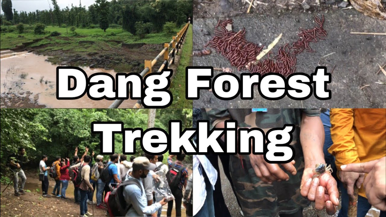 Dang Forest Trekking Expedition near Mahal Campsite 🏕 - YouTube