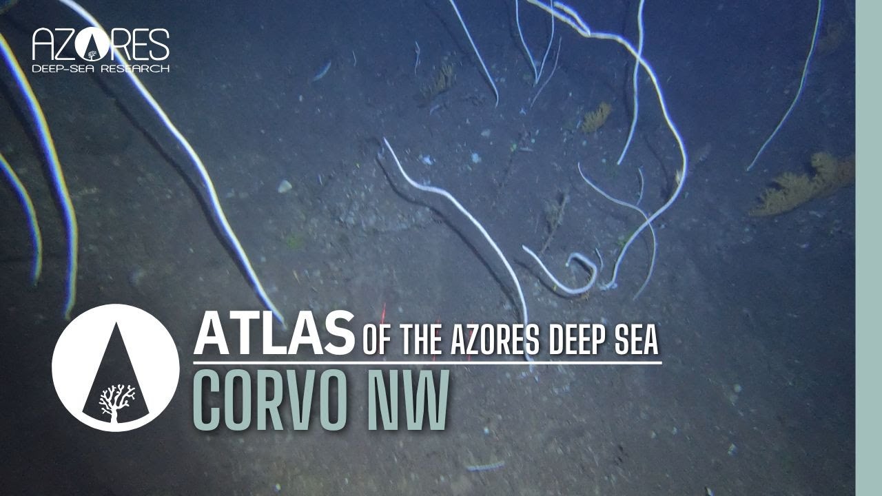 Corvo NW island slope | ATLAS of the Azores deep sea - YouTube