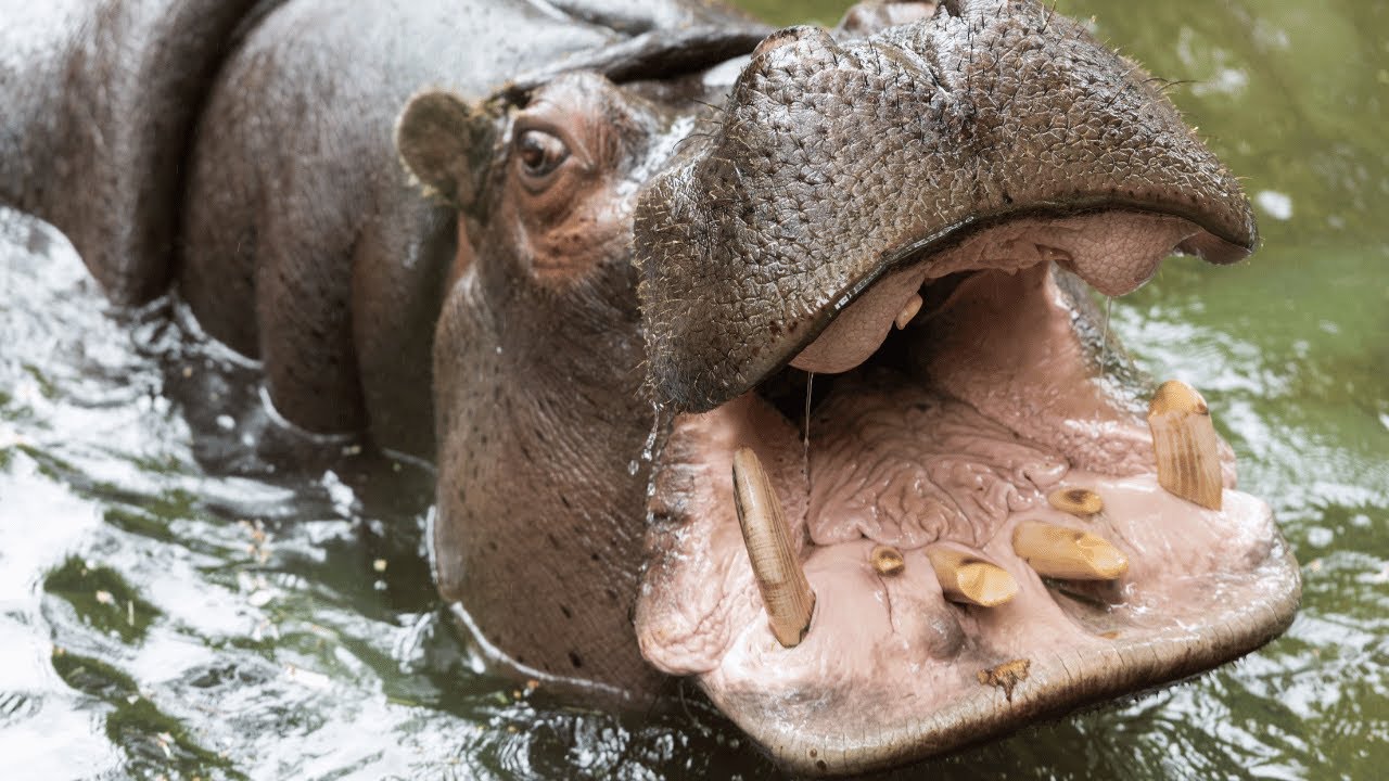 Watch This Hippo Enjoy a Lazy Day in the Pool - YouTube