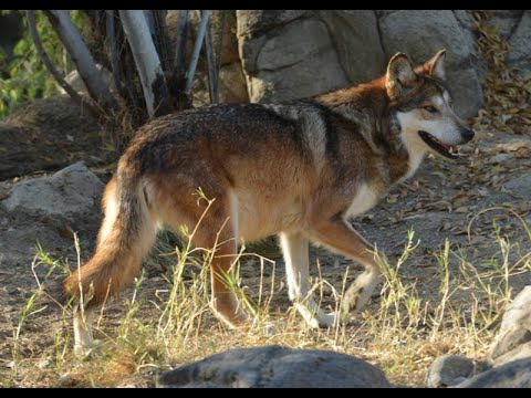 Lone Wolf Run - YouTube