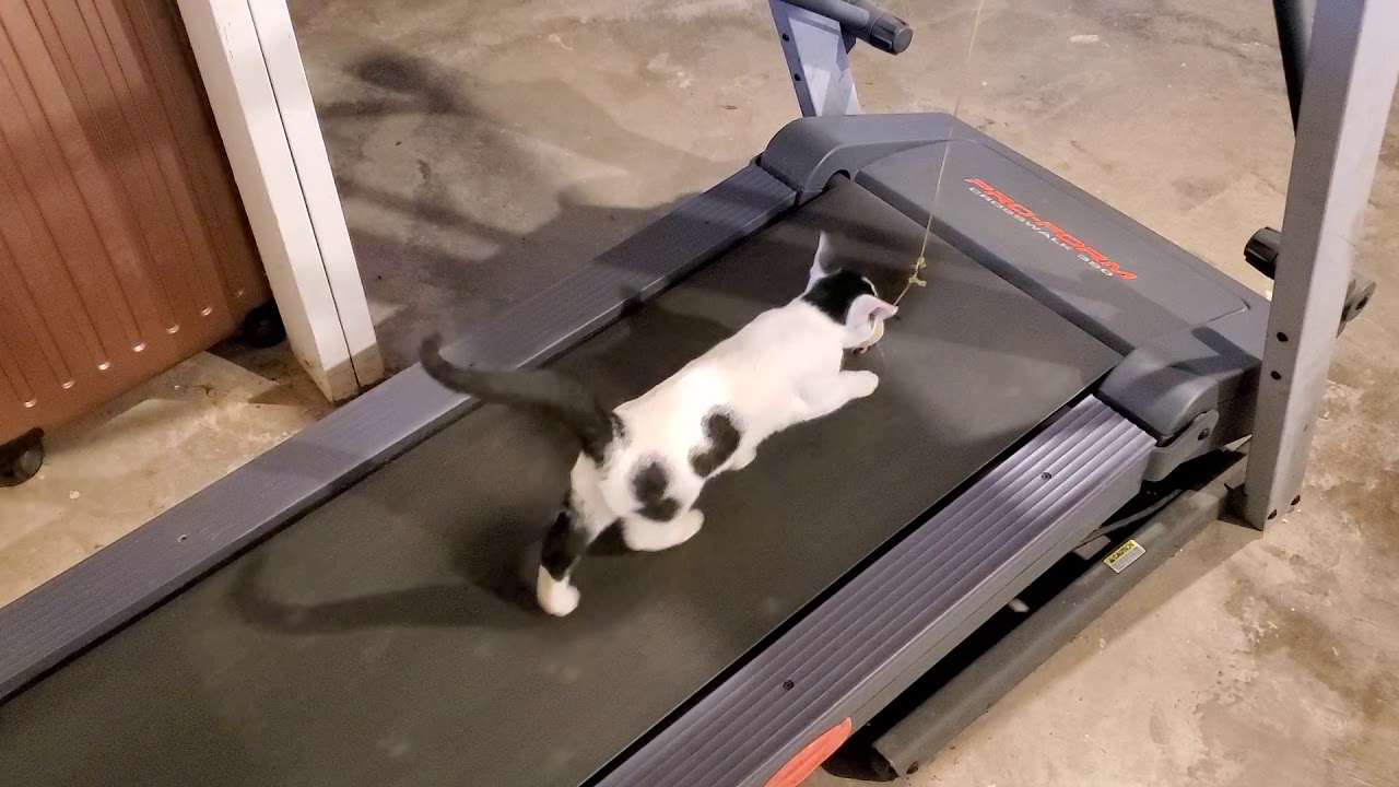 Cat and mouse on a treadmill - YouTube