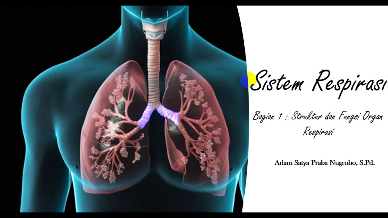 Biologi XI Sistem Respirasi Bagian 1 Struktur dan Fungsi Organ ...