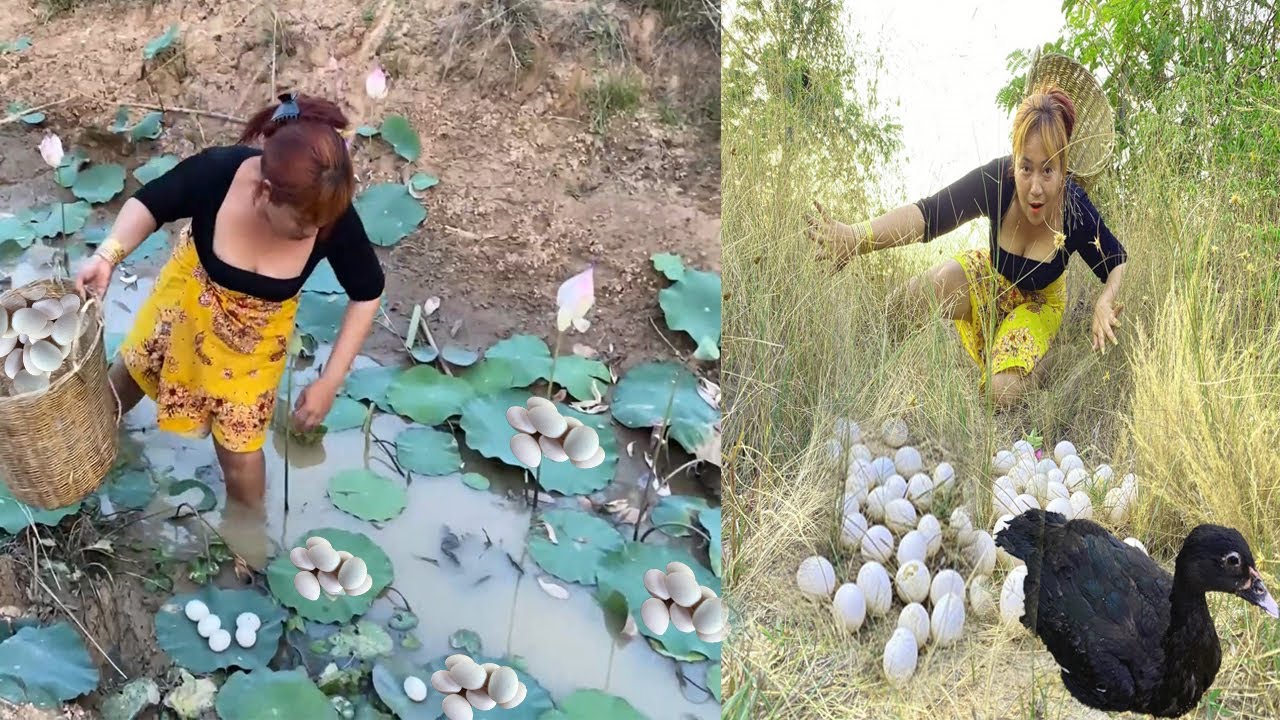 WOW... ! Unique cooking eggs on Lotus leaves & collect eggs on lotus ...