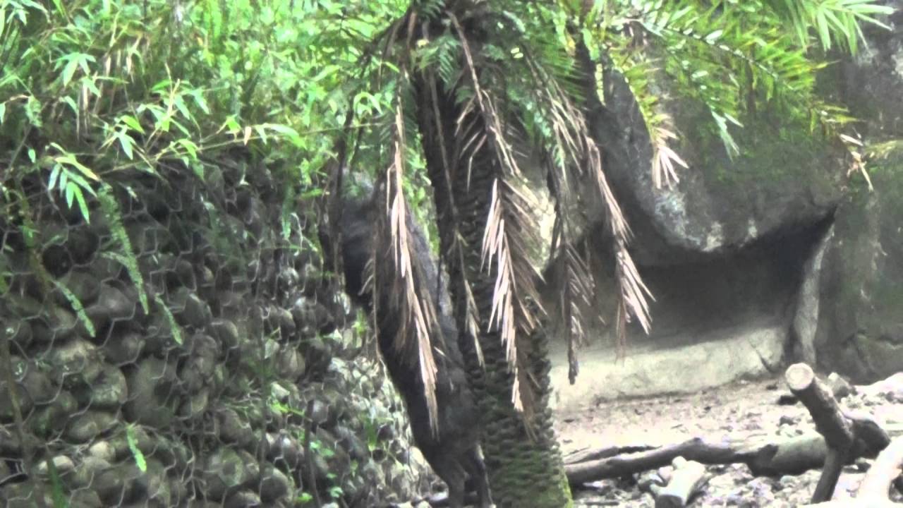 臺灣野豬 Taiwan Boar - YouTube