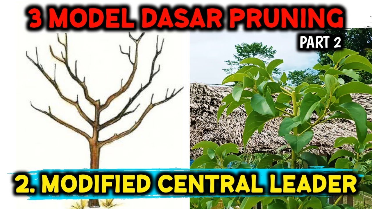 MODEL MODIFIED CENTRAL LEADER ‼️ CARA PEMANGKASAN BENTUK POHON ALPUKAT ...