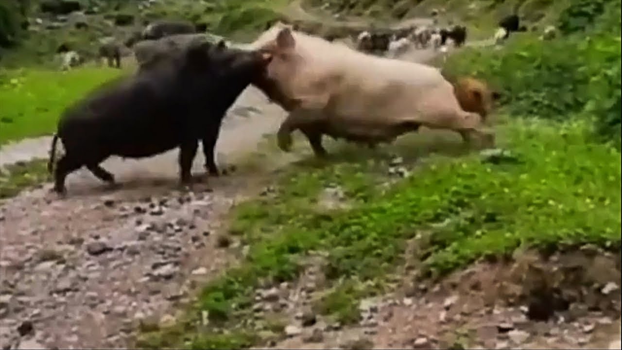 Pig vs wild boar real fight! The pig protects its piglets! - YouTube
