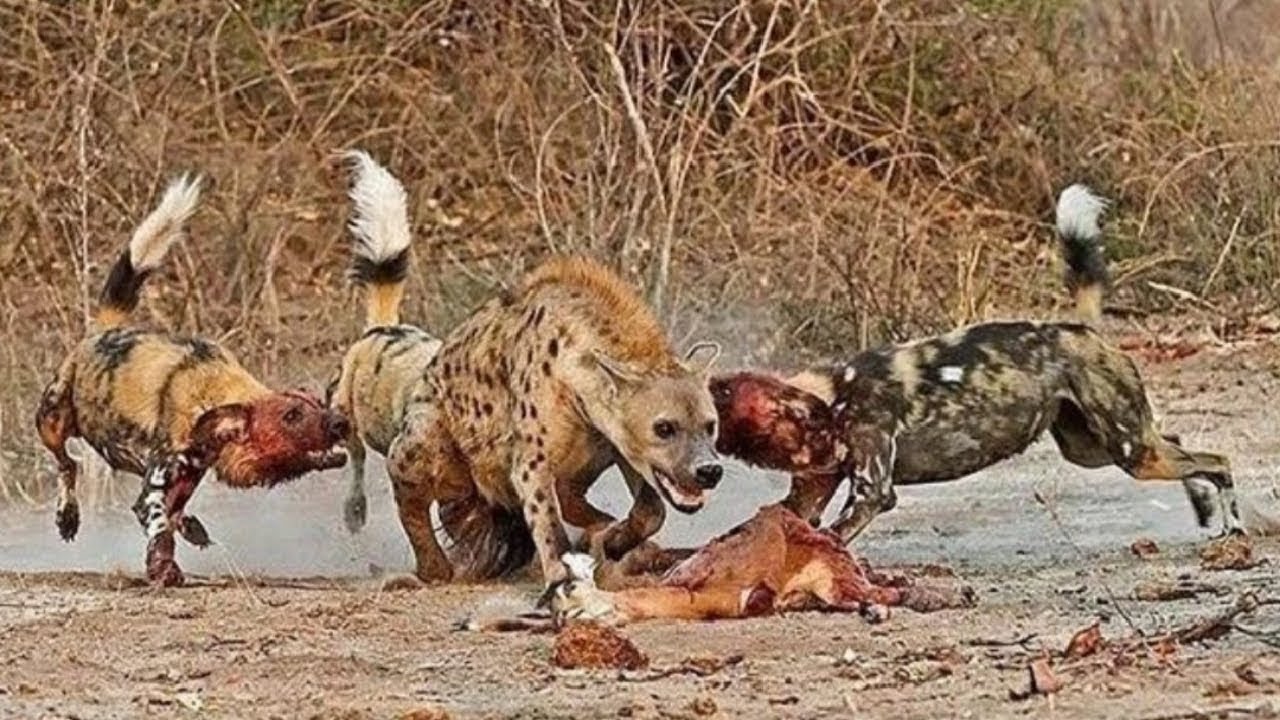 Baboon Of The God! Unbelievable, Hero Baboon protect poor Hyenas escape ...