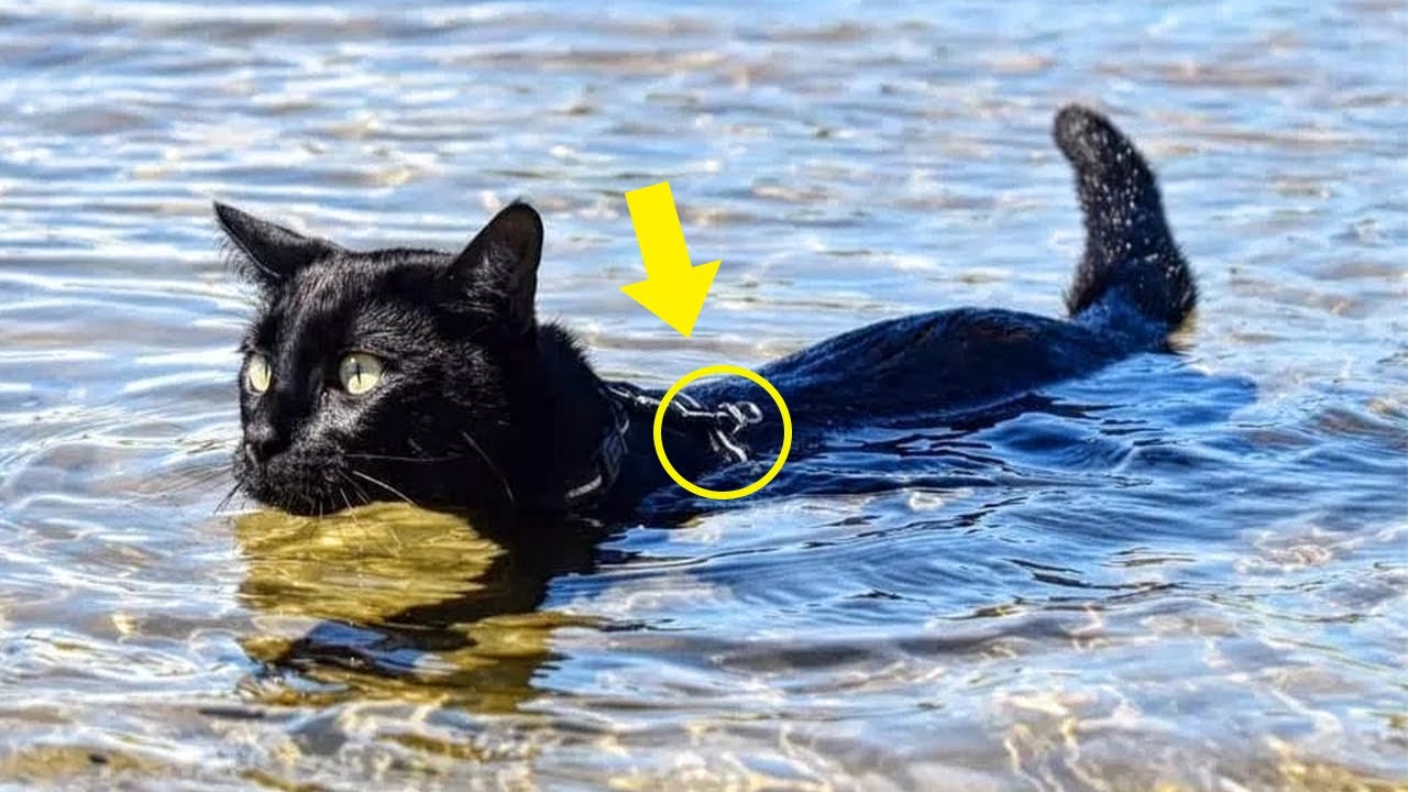 Girl Pulled Cat Out Of River And Screamed In Fear! She Couldn't Believe ...