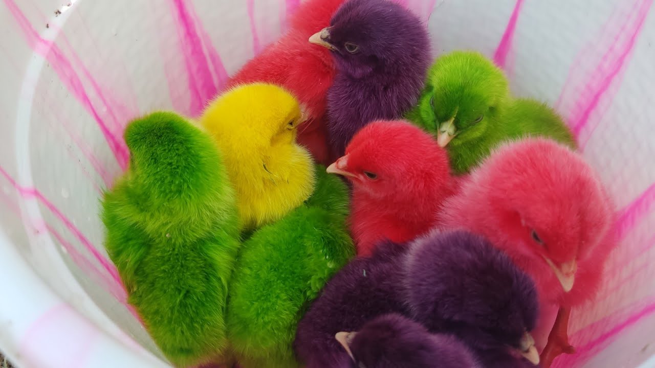 Menangkap Ayam Lucu, Ayam Rainbow, Ayam warna warni, Kelinci, Bebek ...