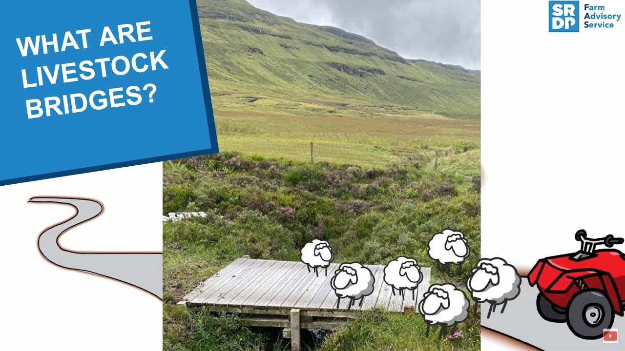 What are livestock bridges? - YouTube