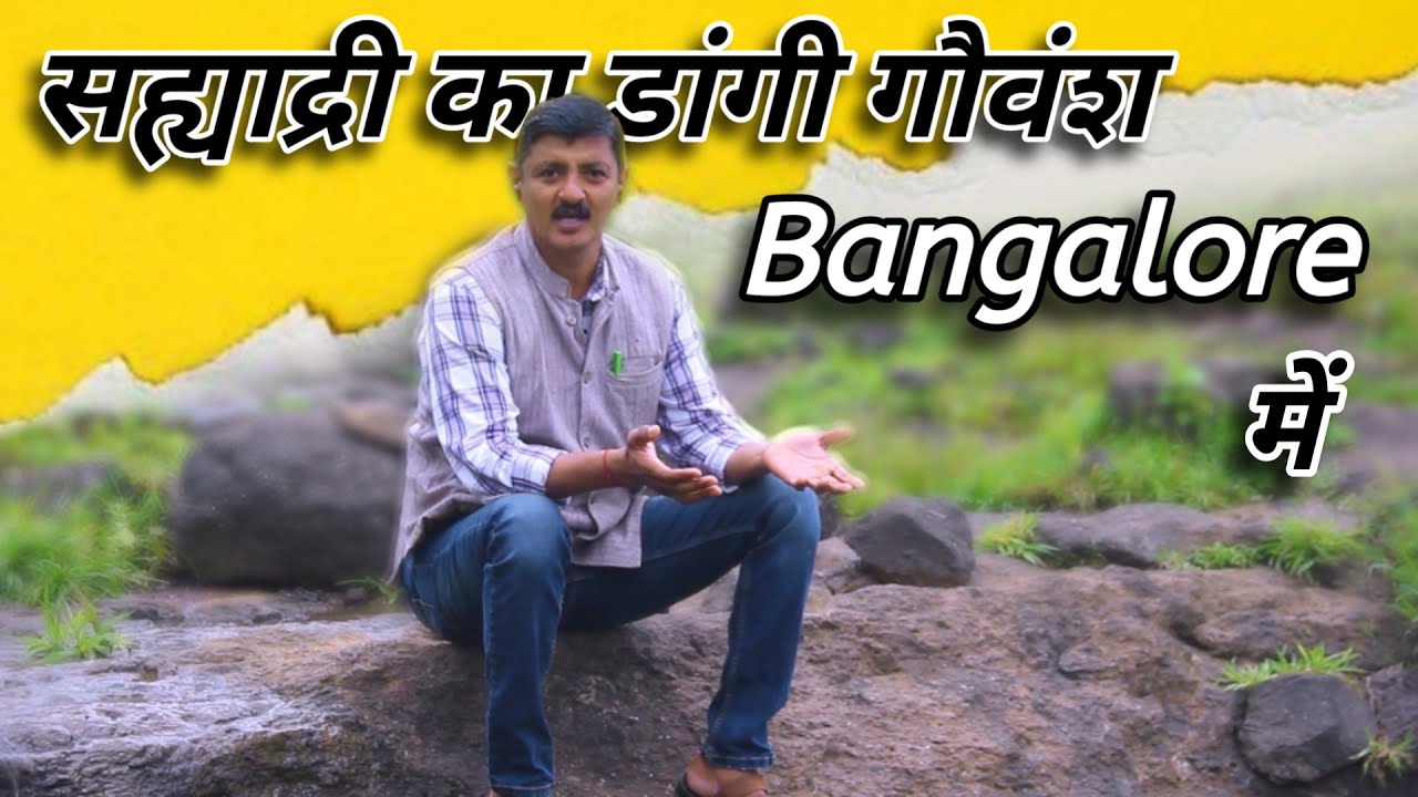 Sahyadri Mountain Desi Dangi Cow in Bangalore | New journey | Episode ...