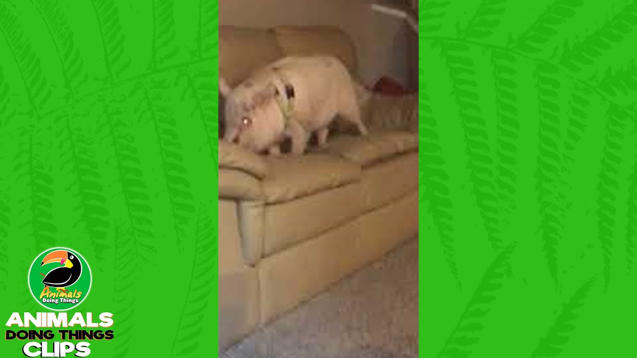 Pig on a Couch | Animals Doing Things Clips - YouTube