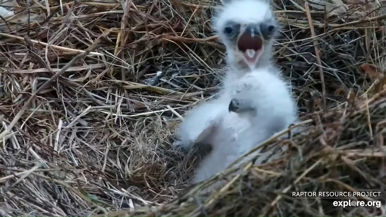 CHICKS BONKING😲Decorah Eagles North Nest /March 30 2022 - YouTube