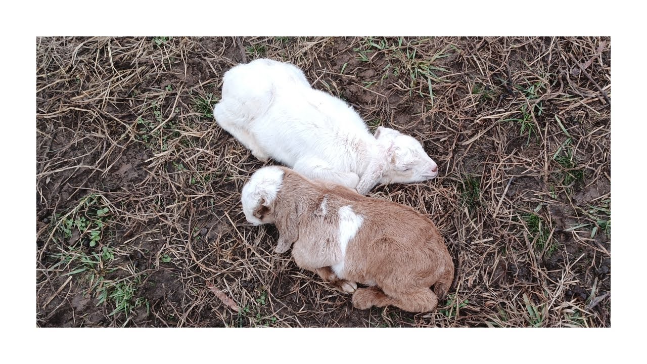 14 KIDS AND COUNTING - YouTube